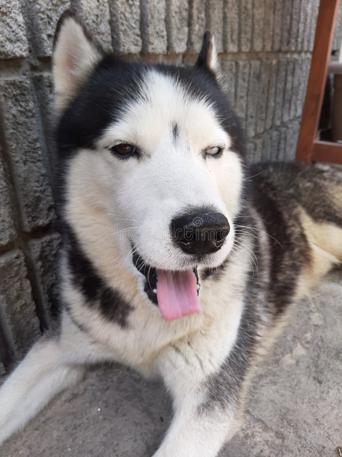 Funny face of husky stock photo. Image of puppy, snout - 198921712