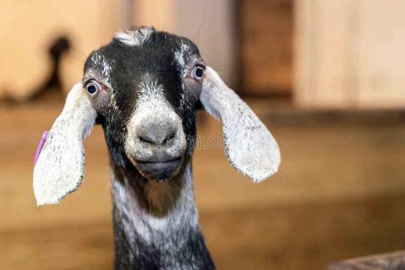 Funny face small goat stock photo. Image of mammal, livestock - 277900864
