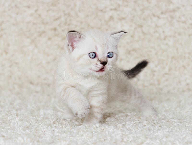 Funny face small kitty stock photo. Image of pretty, little - 99540434