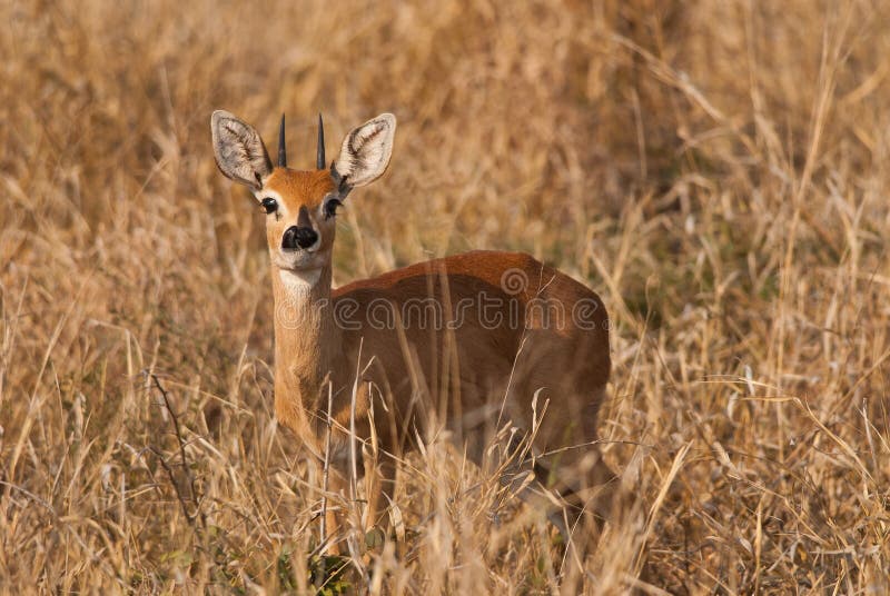 Funny face stock photo. Image of staring, savanna, steenbok - 52440922