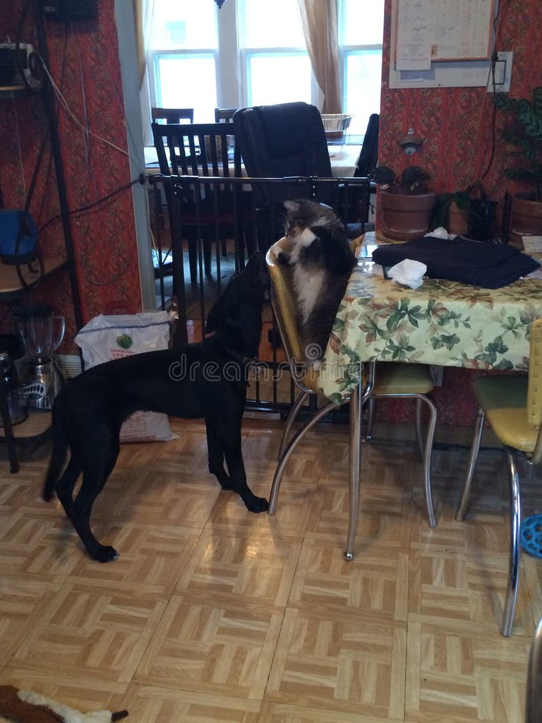 253 George The Cat Stock Photos - Free & Royalty-Free Stock Photos from ...