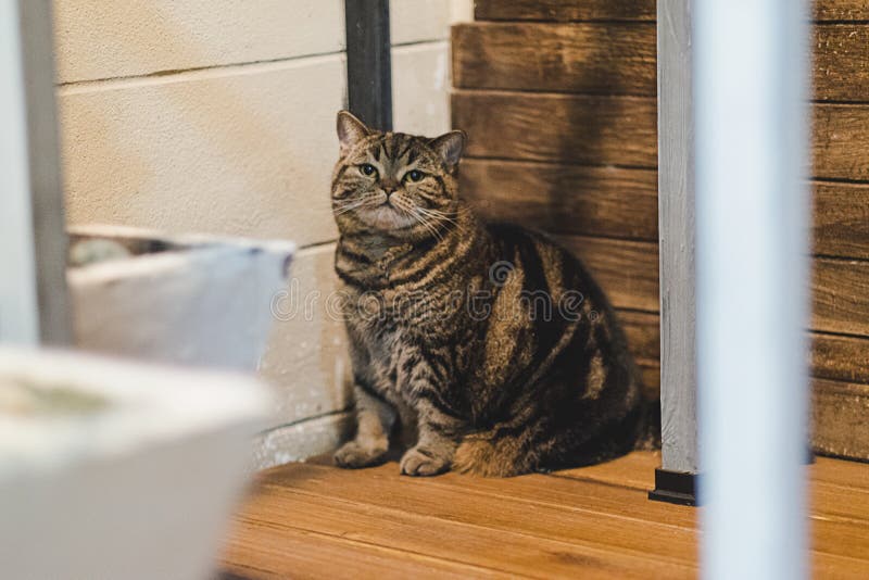 Funny Fat Cat Sitting Brown Cat Playing Relaxed Stock Image - Image of ...