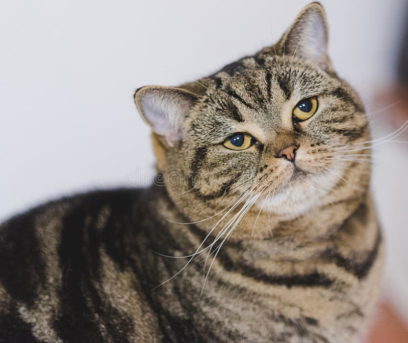 Funny Fat Cat Sitting Brown Cat Playing Relaxed Stock Image - Image of ...