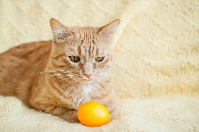 Funny Fat Ginger Cat Holding Orange Painted Eggs for Easter Stock Photo ...