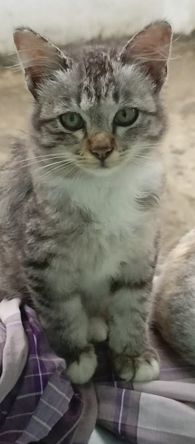 Funny fet cute cat, animal stock photo. Image of funny - 333404630