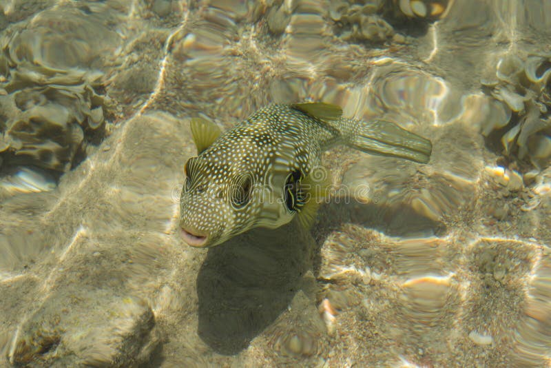 Funny fish stock image. Image of white, animal, wildlife - 39983553