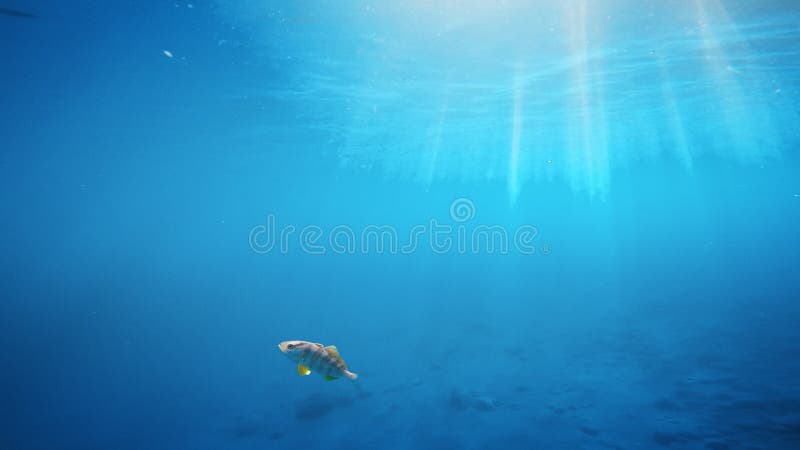 Funny Fish with Long Nose Swimming Underwater Stock Video - Video of ...