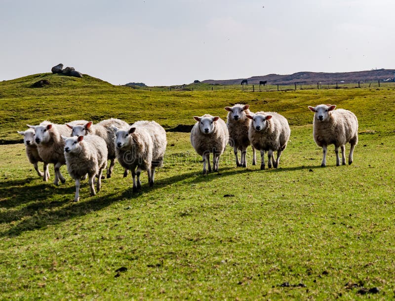 Funny Flock of Staring Sheep Looking into the Camera Stock Image ...