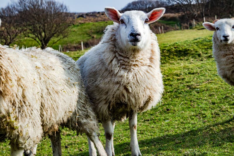 Funny Flock of Staring Sheep Looking into the Camera Stock Image ...