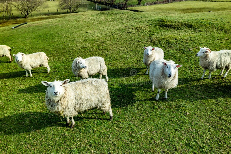 Funny Flock of Staring Sheep Looking into the Camera Stock Image ...