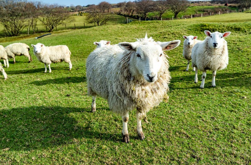 Funny Flock of Staring Sheep Looking into the Camera Stock Image ...