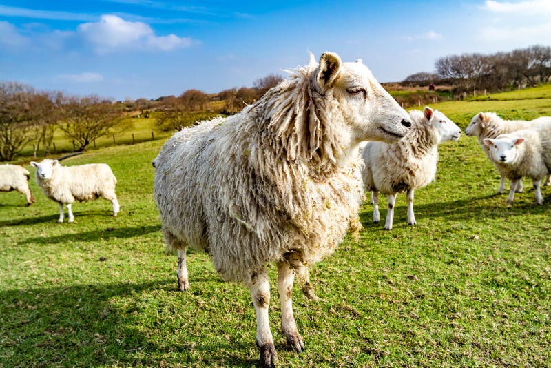 Funny Flock of Staring Sheep Looking into the Camera Stock Photo ...