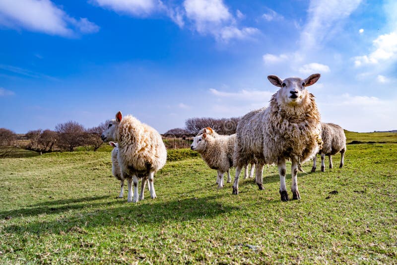 Funny Flock of Staring Sheep Looking into the Camera Stock Photo ...