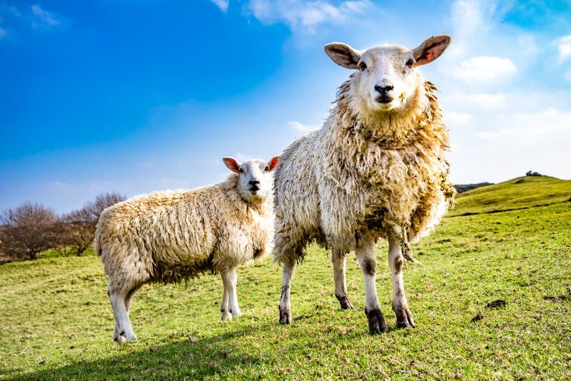 Funny Flock of Staring Sheep Looking into the Camera Stock Image ...