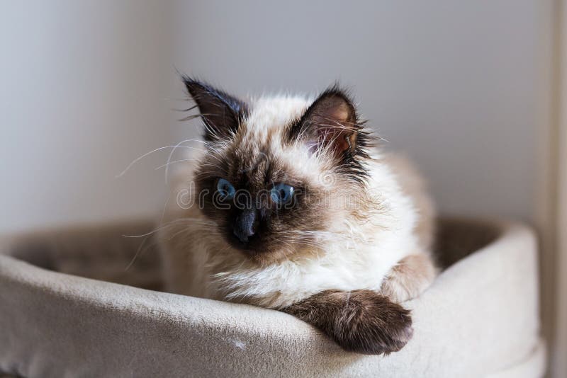 Fluffy Birman Cat Sleeping on Sofa Stock Photo - Image of sleep, head ...