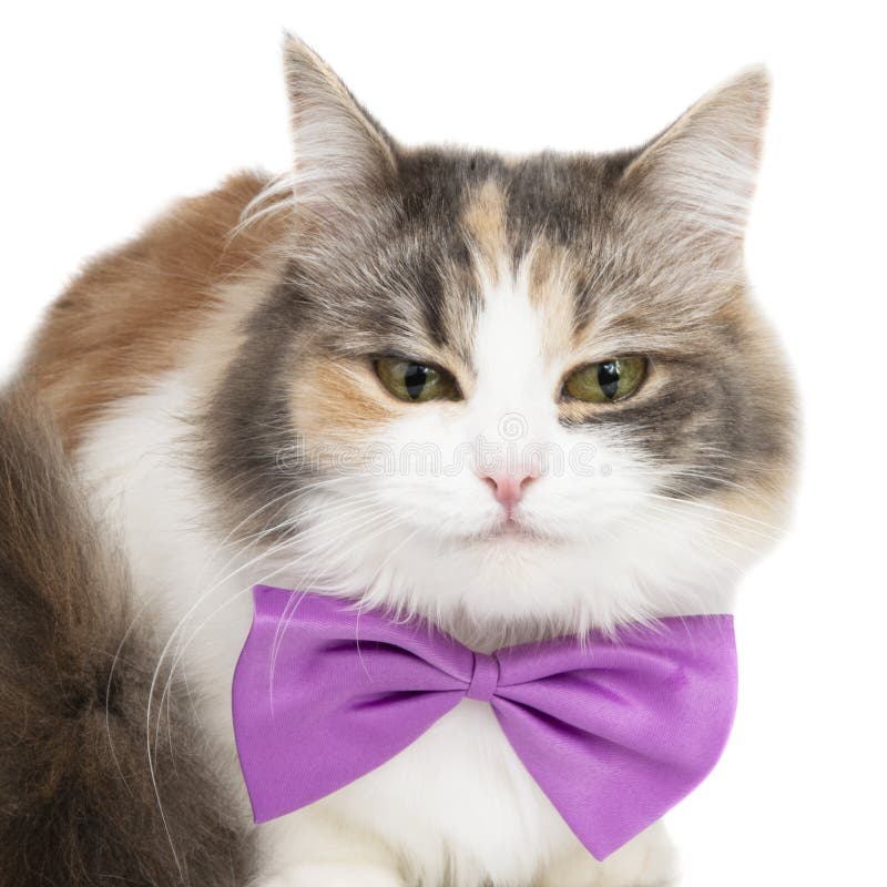 Funny Fluffy Forest Cat Bright Color Isolated on the White Background ...