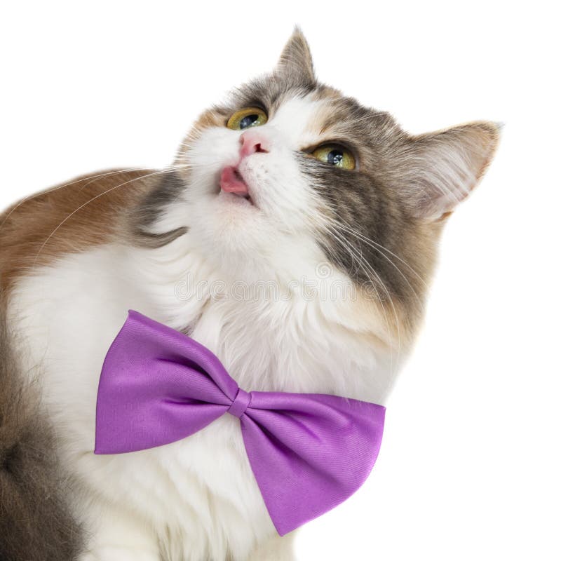 Funny Fluffy Forest Cat Bright Color Isolated on the White Background ...