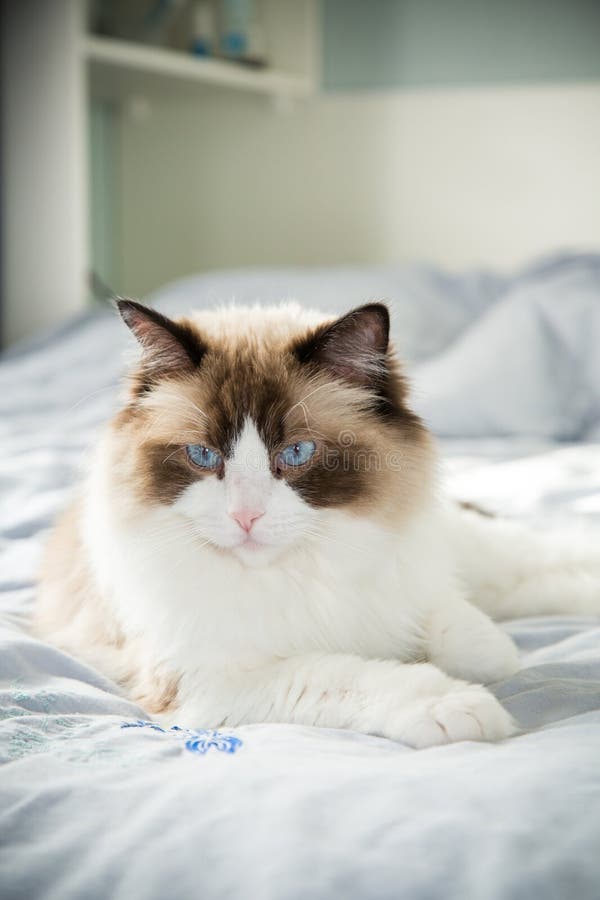 Funny Fluffy Cat Lying on Bed, Ragdoll Breed Stock Image - Image of ...