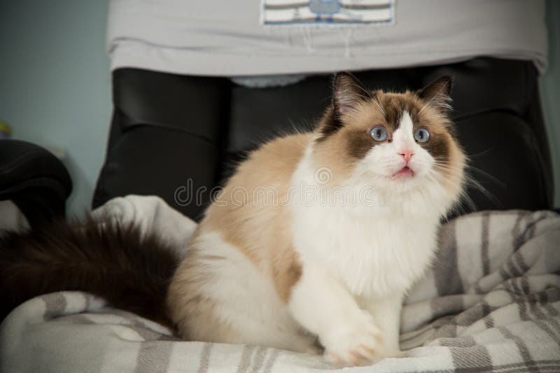 Funny Fluffy Cat in a Playful State, Breed Ragdoll Stock Photo - Image ...