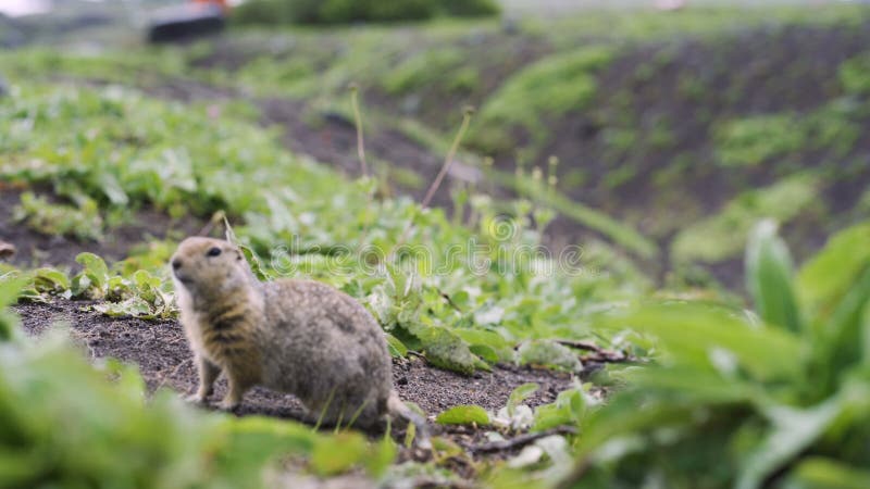 Funny Gopher Stands on Paws Looking Around in Aviary Stock Footage ...