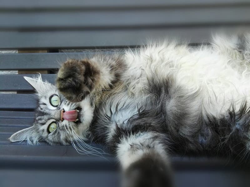 Cat Mainkun Stock Photos - Free & Royalty-Free Stock Photos from Dreamstime