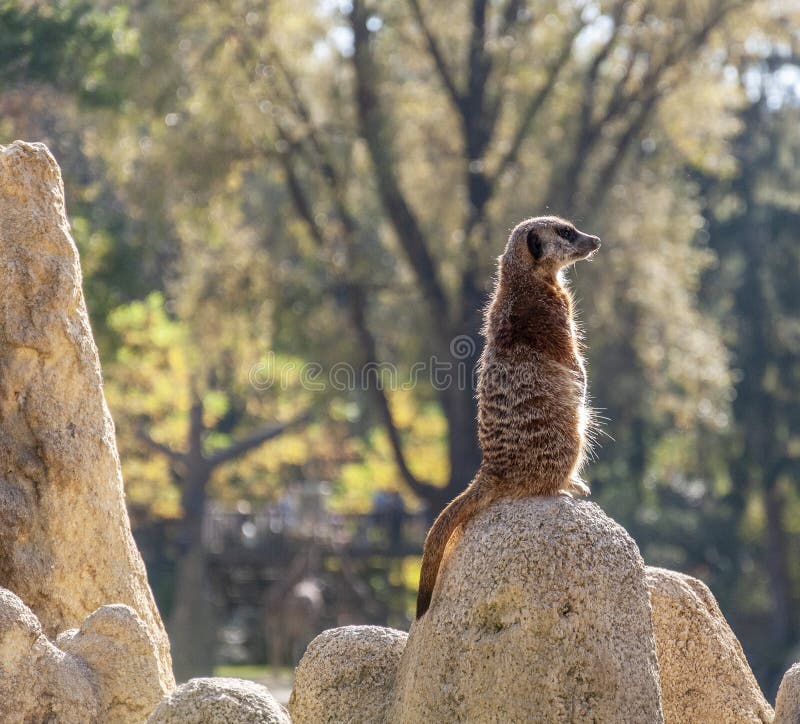Funny Fluffy Meerkat Standing on a Stone and Looking Away. Square ...