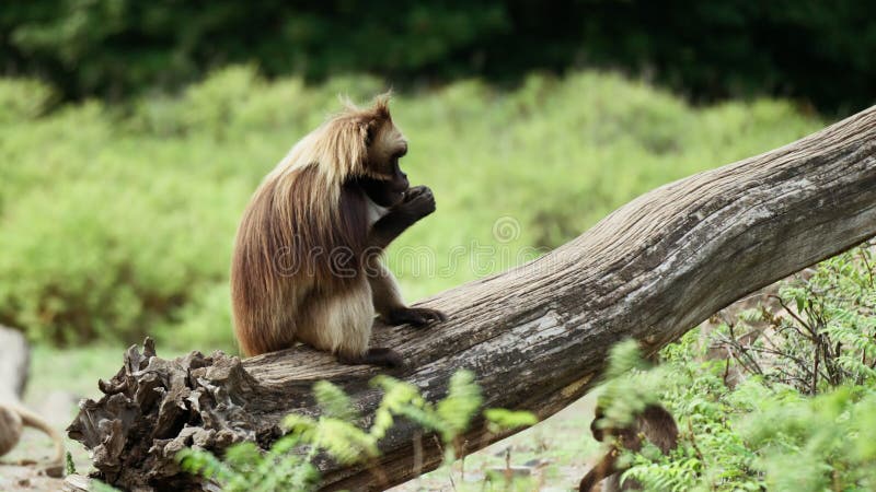 Funny Fluffy Monkey Sitting on the Tree in the Green Field Stock ...