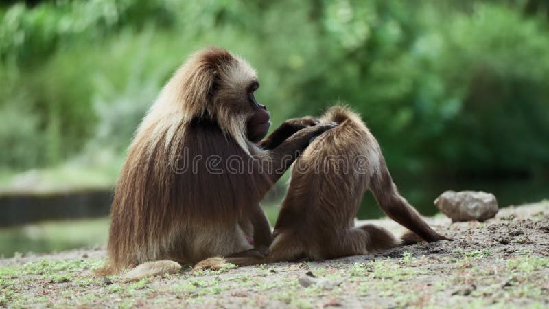 Funny Fluffy Monkeys Grooming Each Other Stock Footage - Video of green ...