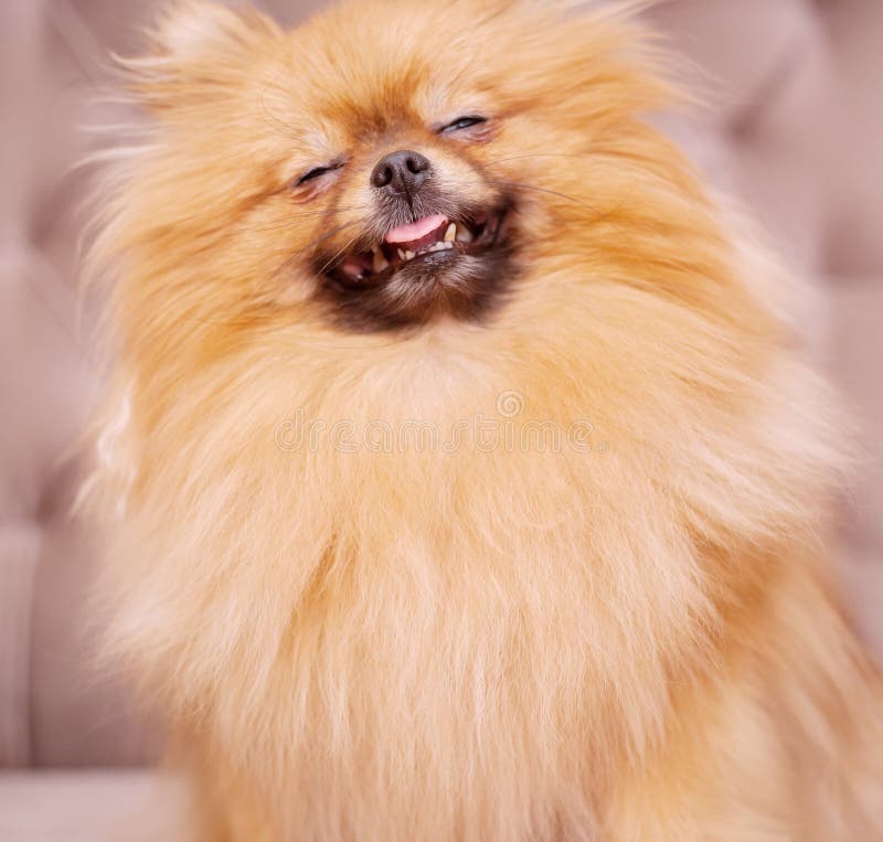 Funny and Fluffy Pomeranian Stock Photo - Image of nose, little: 36432548
