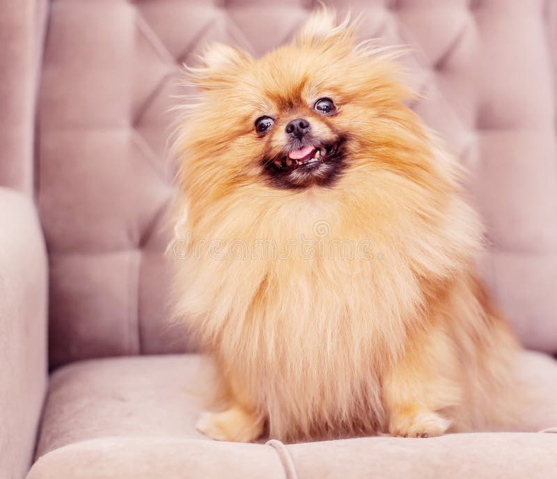 Funny and Fluffy Pomeranian Stock Photo - Image of pastel, animals ...