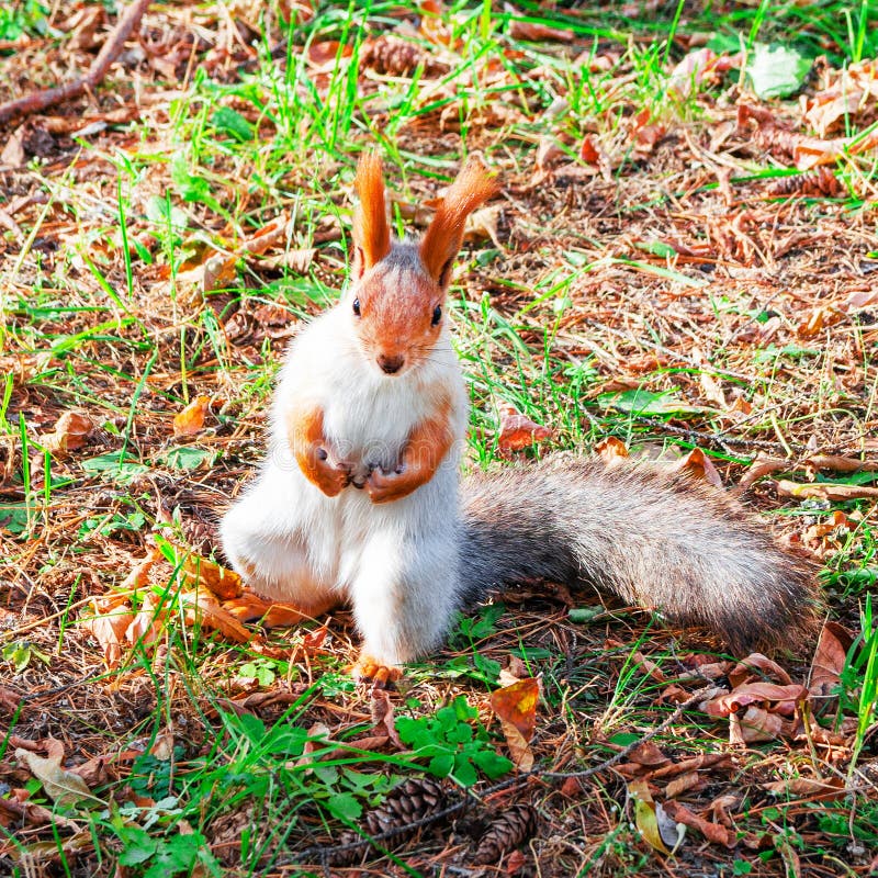 A Funny Fluffy Red Squirrel Sits on the Ground in an Autumn Park Stock ...