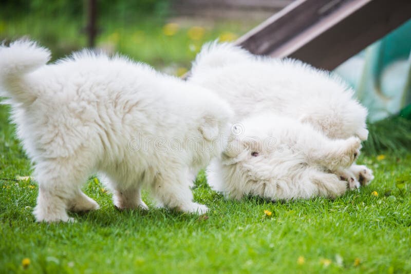 Funny Fluffy White Samoyed Puppies Dogs are Playing Stock Photo - Image ...