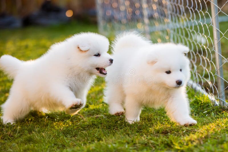 Funny Fluffy White Samoyed Puppies Dogs are Playing Stock Photo - Image ...