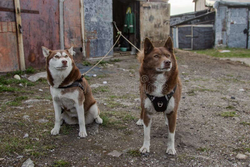 Funny friendly dogs stock photo. Image of dogs, snout - 238572960