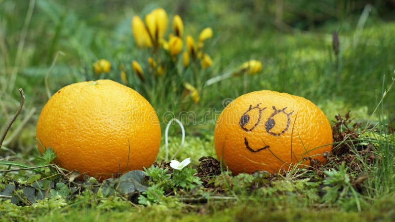 Funny fruit stock photo. Image of face, citrus, color - 38554738