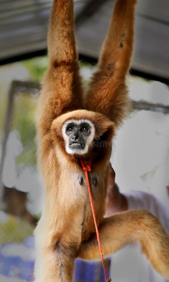 Furry Monkey Crawling on the Ropes Stock Image - Image of park, hairy ...
