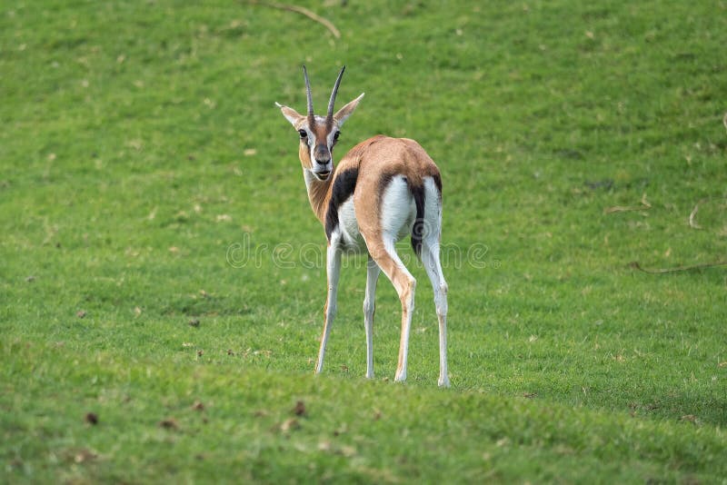 Funny Gazelle Looking into Camera Stock Photo - Image of antelope ...