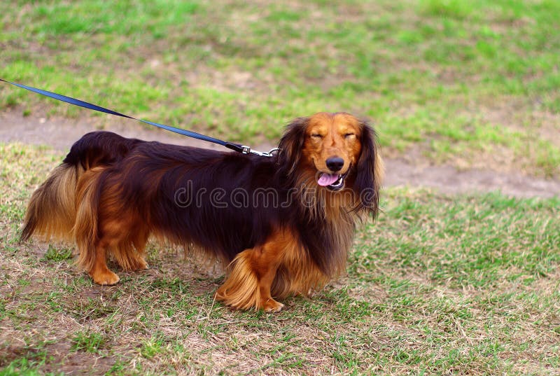 Funny German Badger Dog Outside Stock Photo - Image of green, look ...
