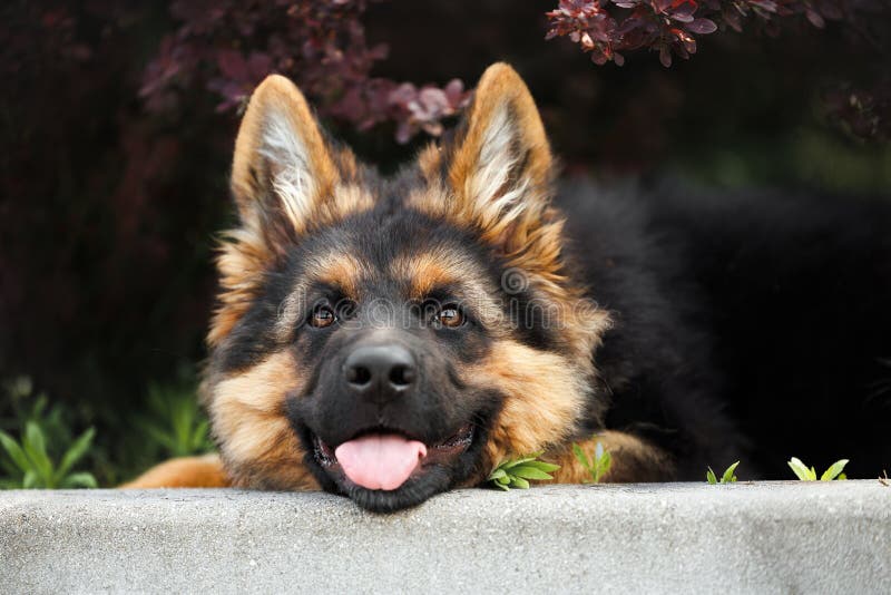 Funny German Shepherd Puppy Headhsot Outdoors Stock Photo - Image of ...