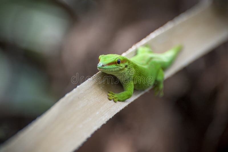 Gex Lizard Stock Photos - Free & Royalty-Free Stock Photos from Dreamstime