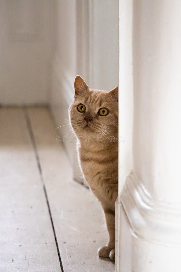 Funny Ginger British Shorthair Cat Peeks from Behind the Wall Stock ...