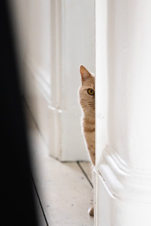 Funny Ginger British Shorthair Cat Peeks from Behind the Wall Stock ...