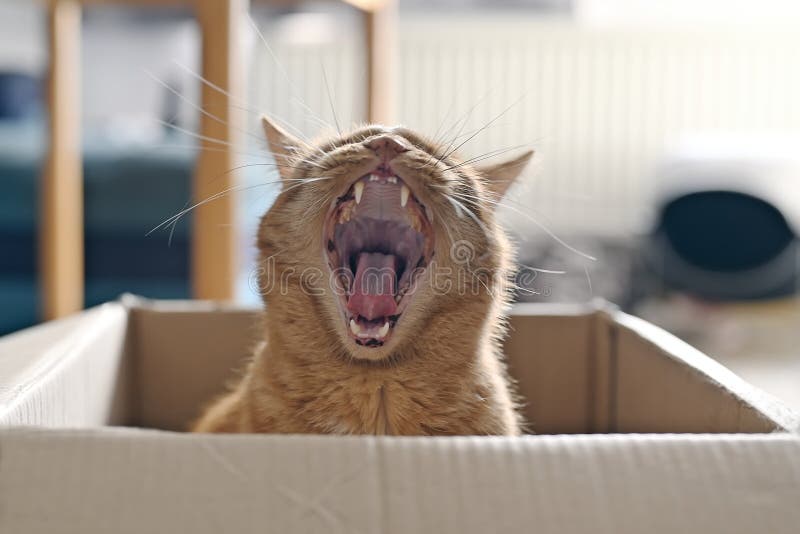 Funny Ginger Cat in a Cardboard Box Giving a Big Yawn. Stock Photo ...