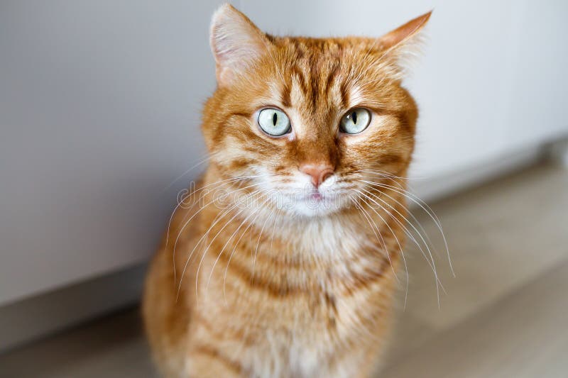 Funny Ginger Cat with Green Eyes Looking at Camera Stock Image - Image ...