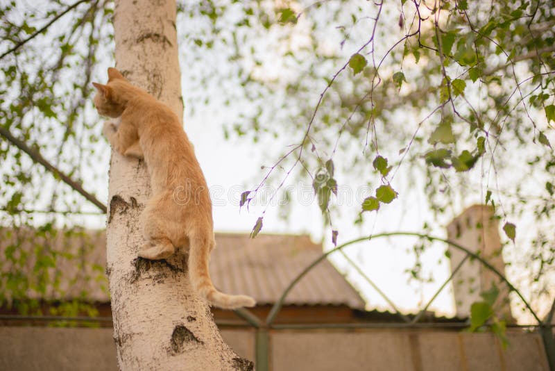 Funny Ginger Cat Hunter on the Birch Tree Trunk Stock Image - Image of ...