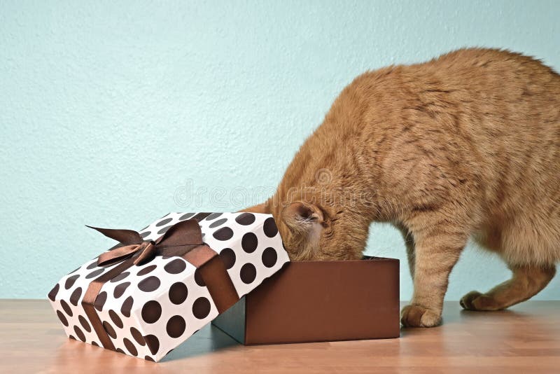 Funny Ginger Cat Looking Curious in a Open Gift Box. Stock Image ...