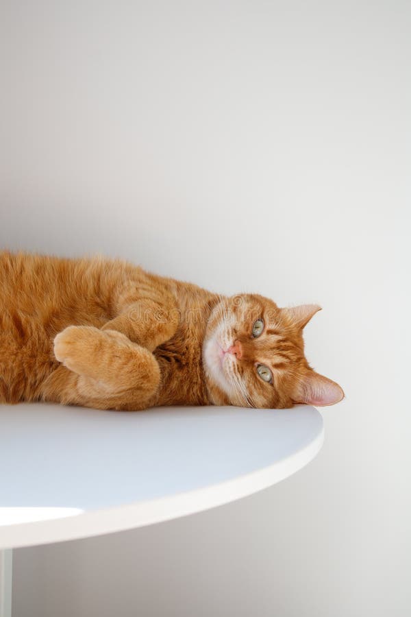 Funny Ginger Cat Lying on the Table Close Up Portrait Stock Photo ...