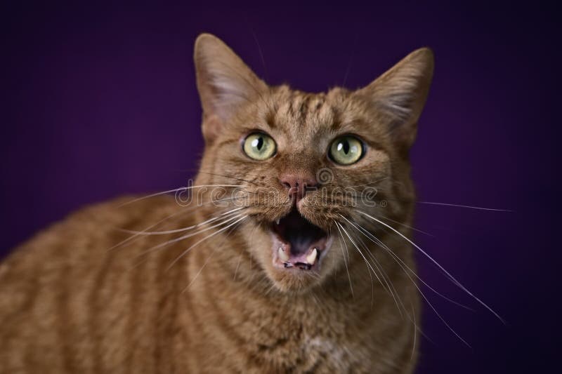 Funny Ginger Cat Meowing Over Dark Background. Stock Image - Image of ...