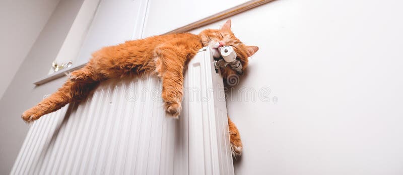 Funny Ginger Cat is Resting on Warm Radiator in a Bizarre Posture Stock ...