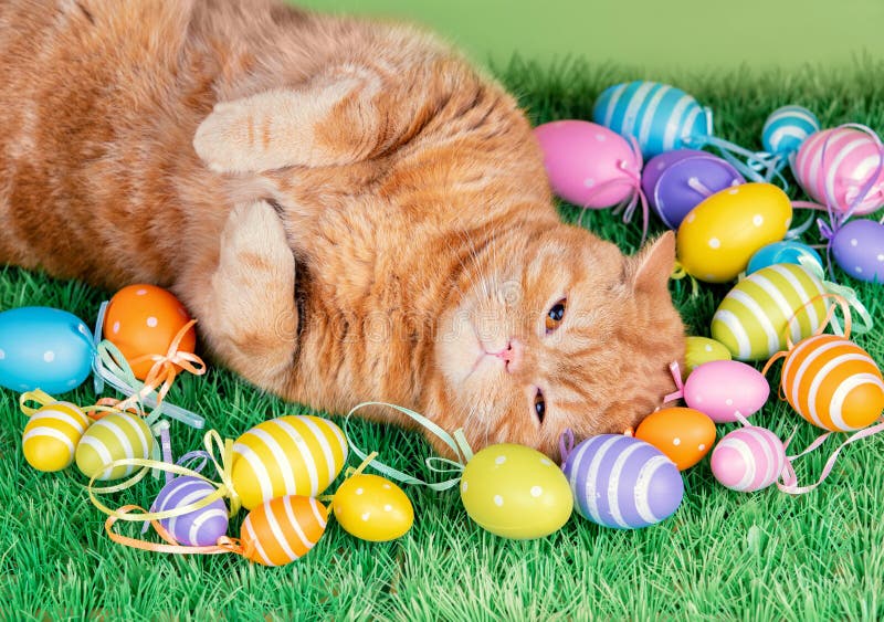 Cat Sleeping on Artificial Turf Near Colored Easter Eggs Stock Image ...
